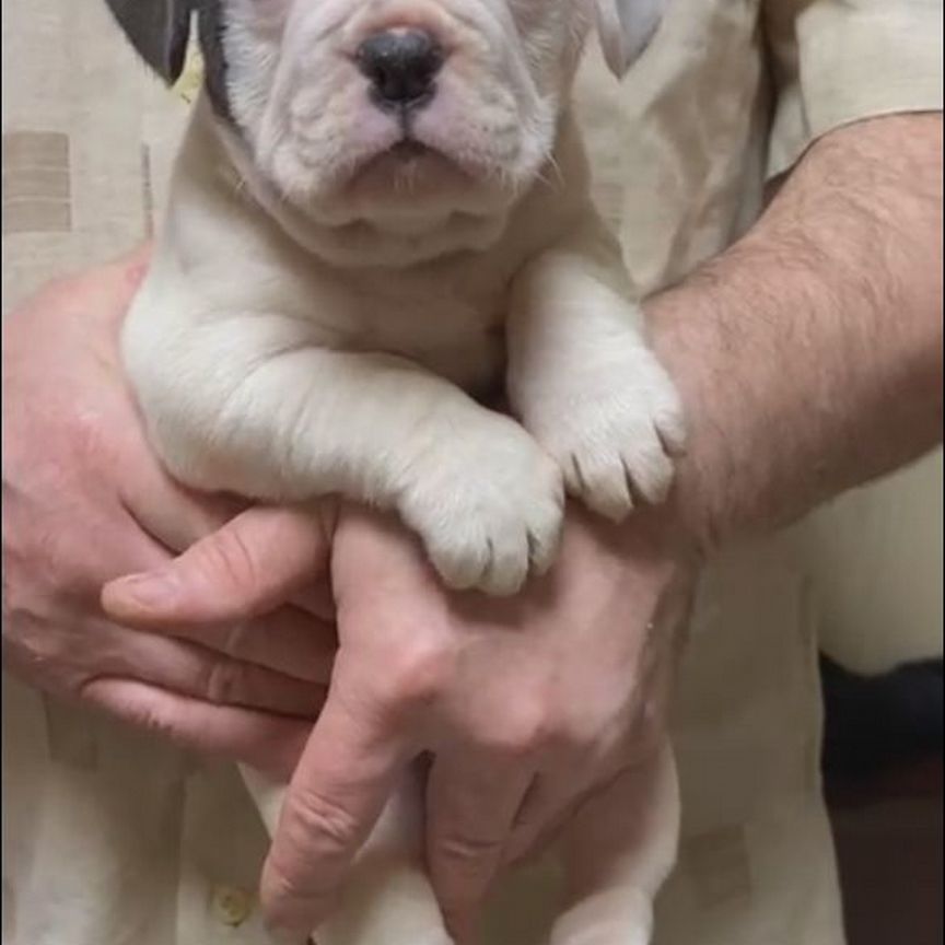 Щенки мальчишки