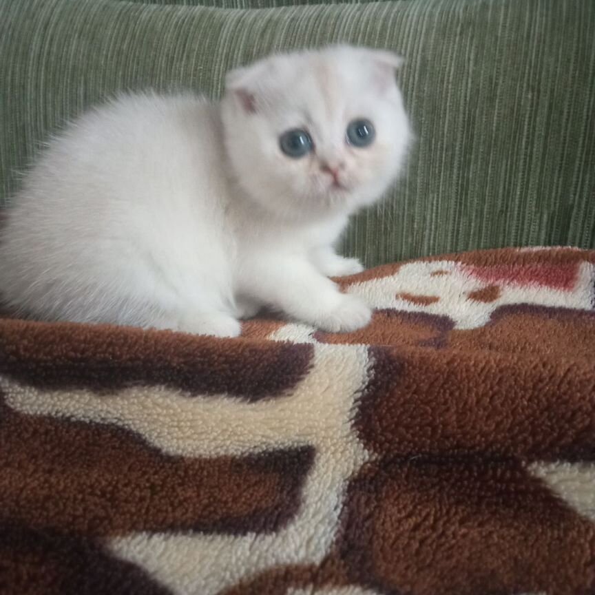 Снежные котята