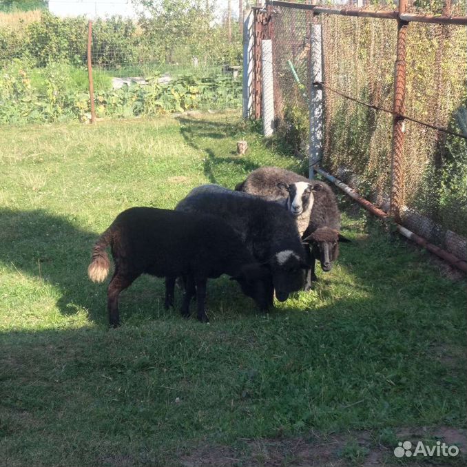 Продам 4 овцы