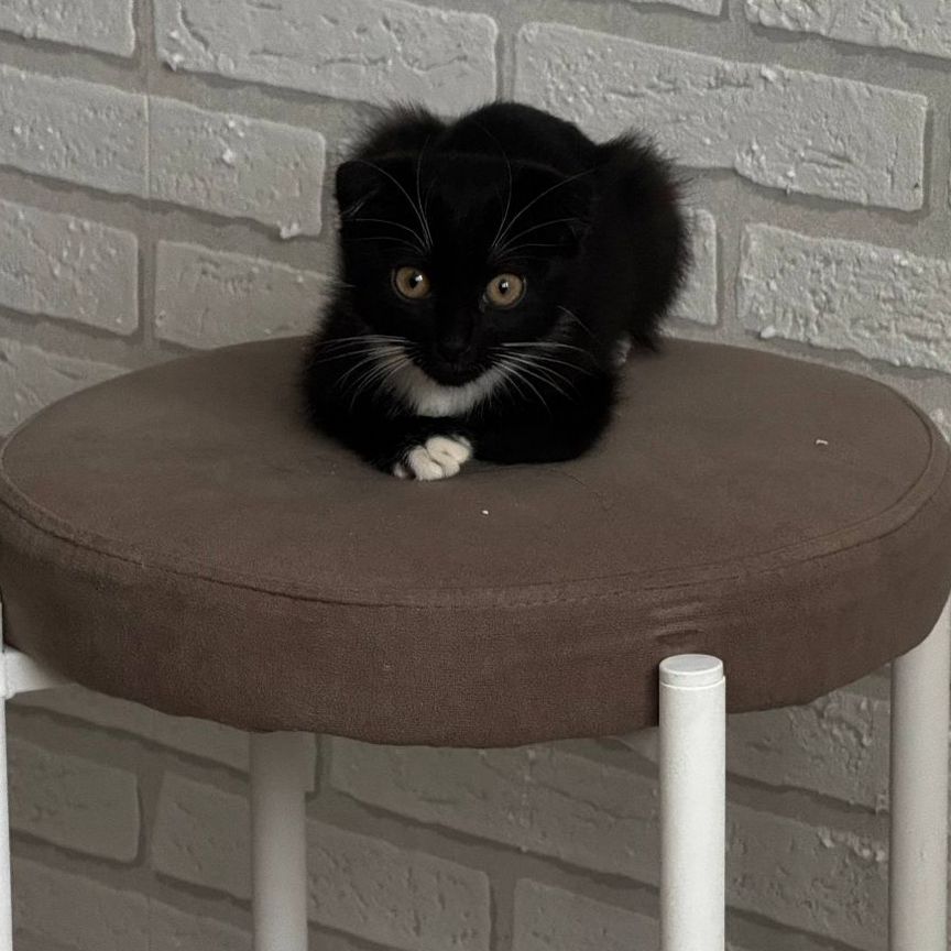 Шотландский вислоухий короткошёрстный котёнок