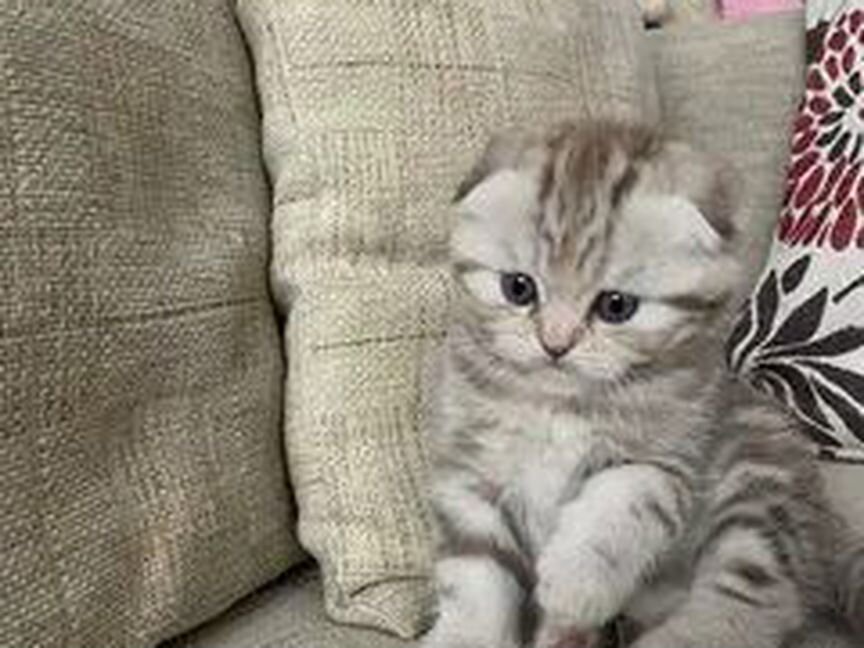Шотландские вислоухие котята милашки