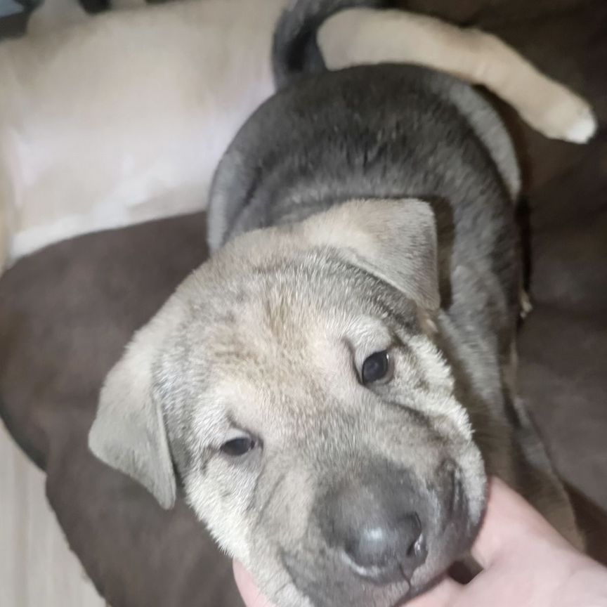 Донской сфинкс котёнок