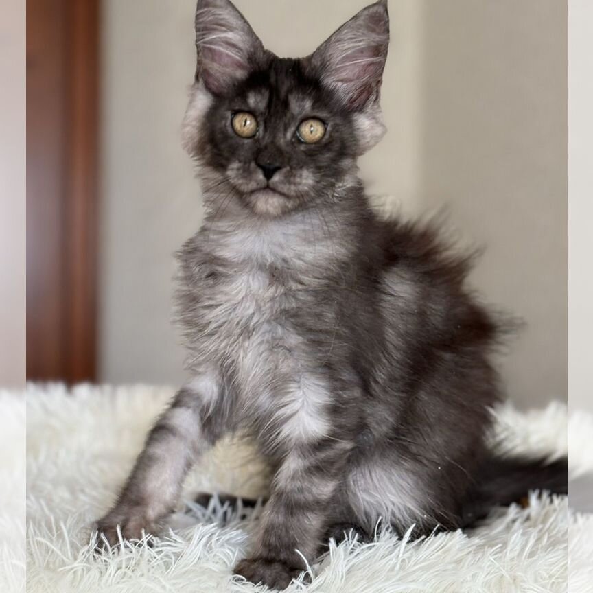 Мейн кун с документами