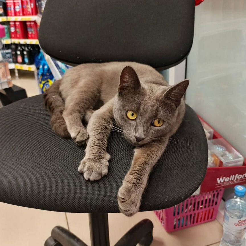 Котик ищет дом