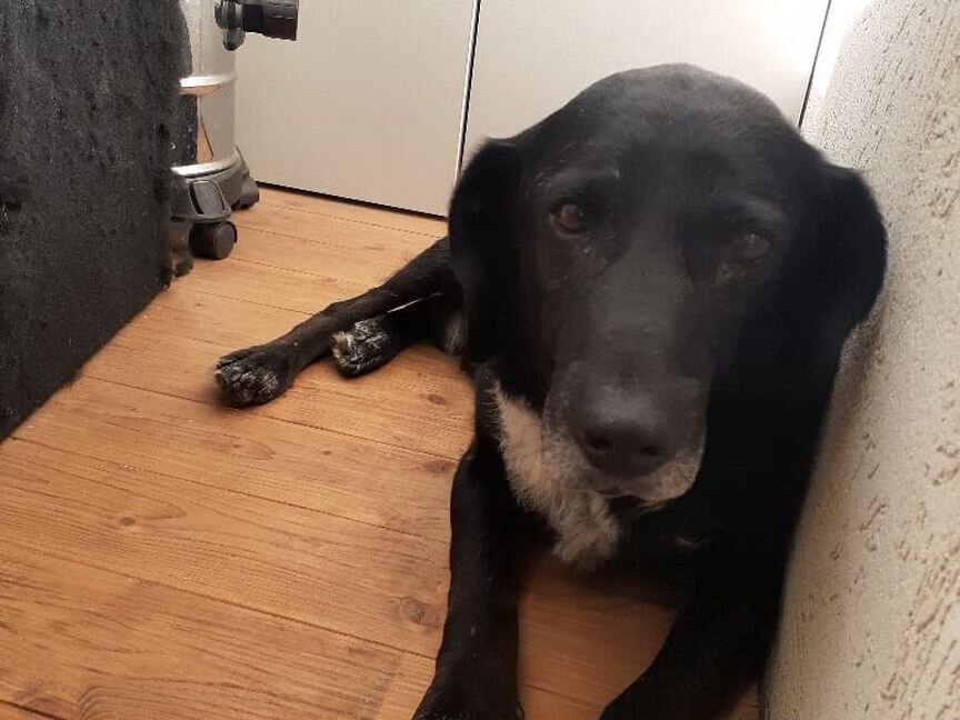 Брошеный Бим в поиске дома