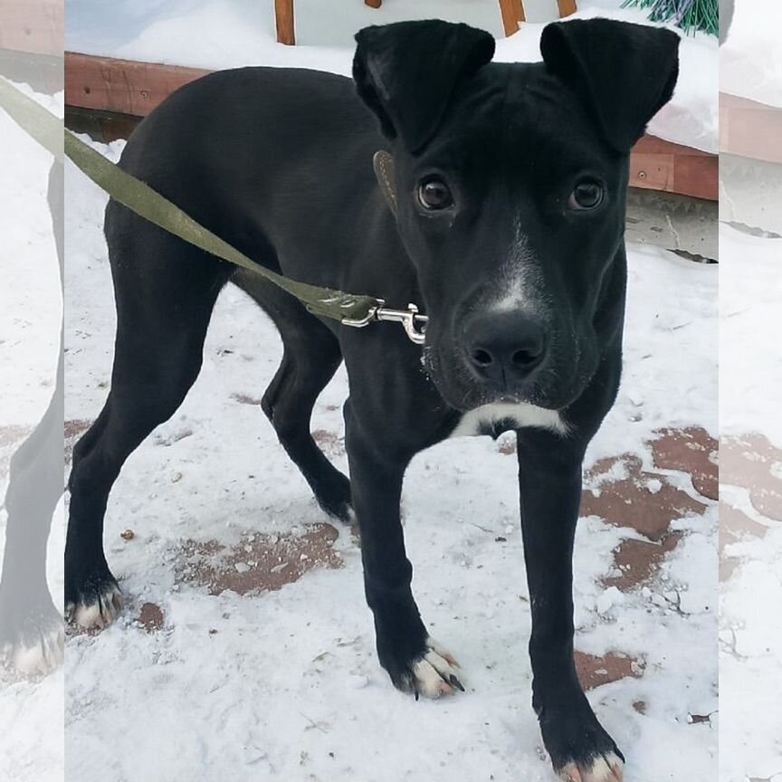 Американский питбультерьер, щенок