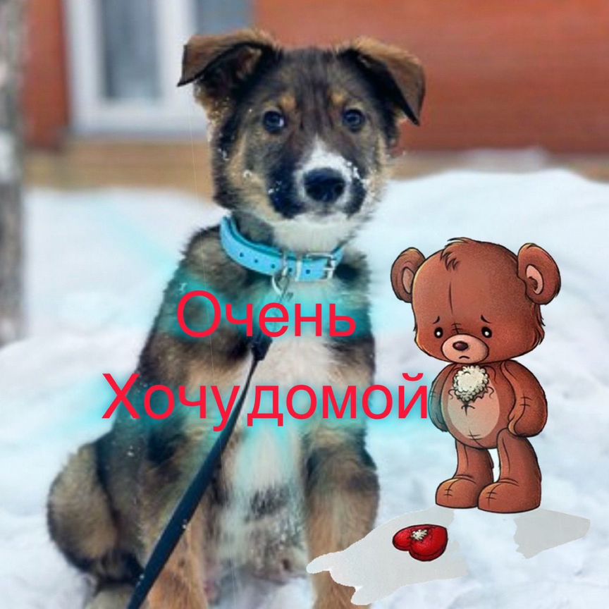 Красавчик щенок бесплатно