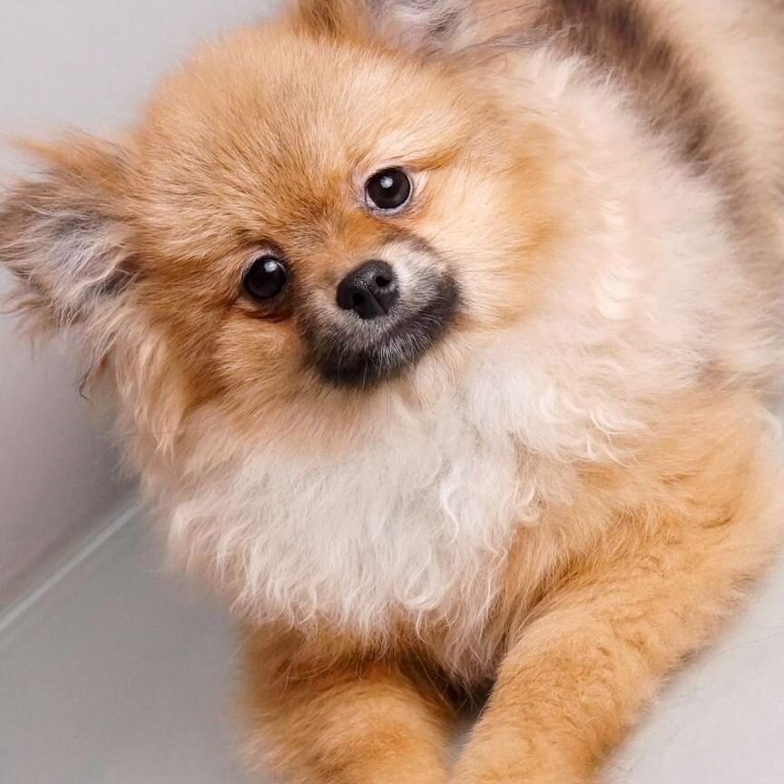 Померанский шпиц девочки