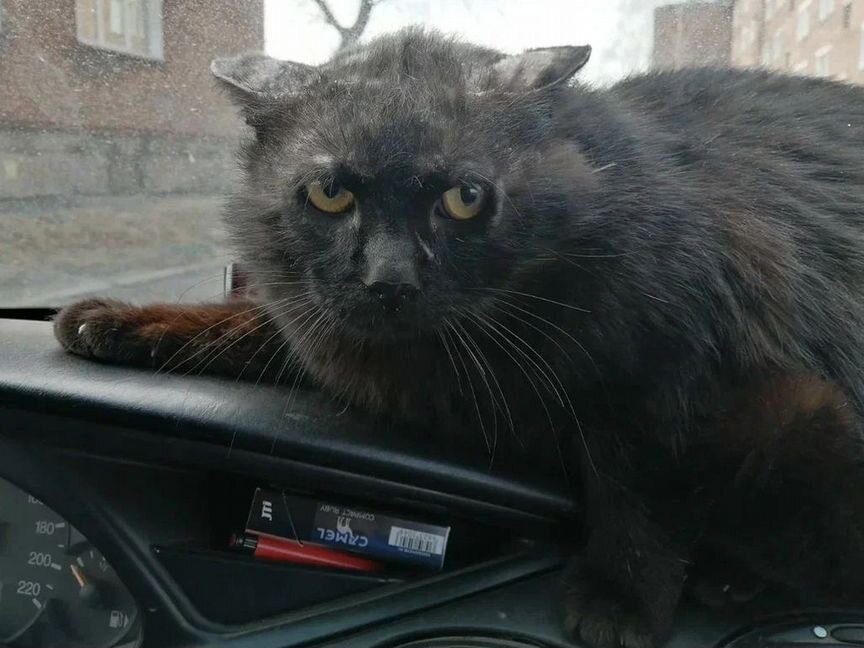 Бывшедомашние котики