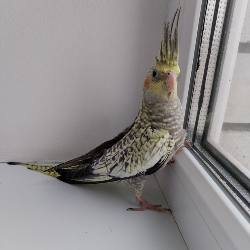 Попугай корелла птенец