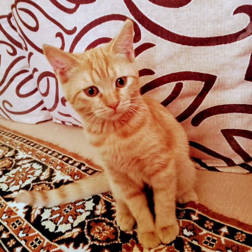 Кошка в хорошие руки бесплатно