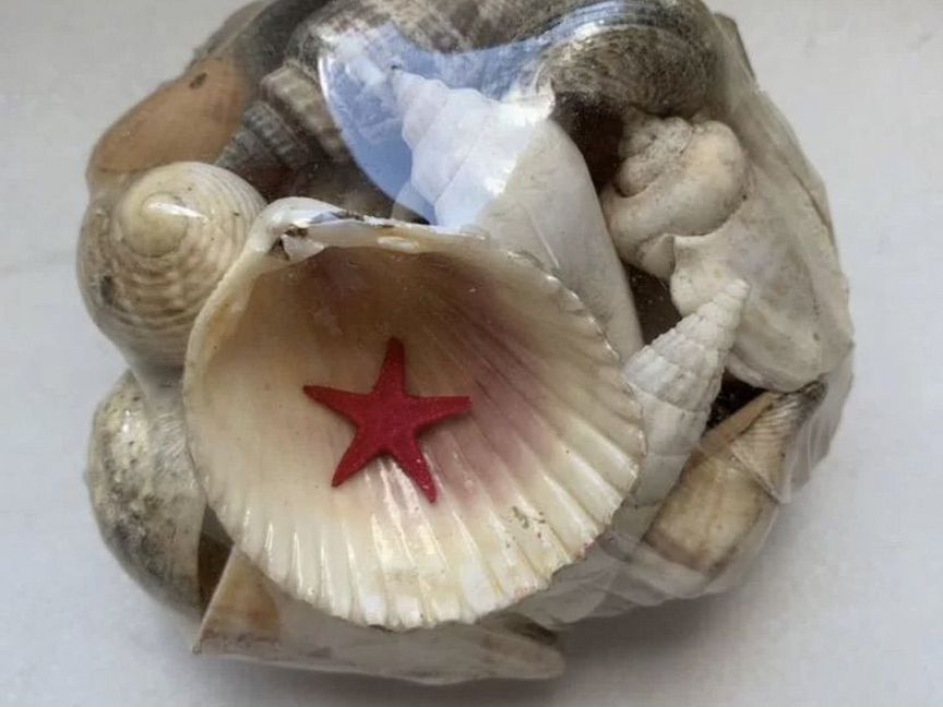 Набор морских ракушек в закрытой упаковке