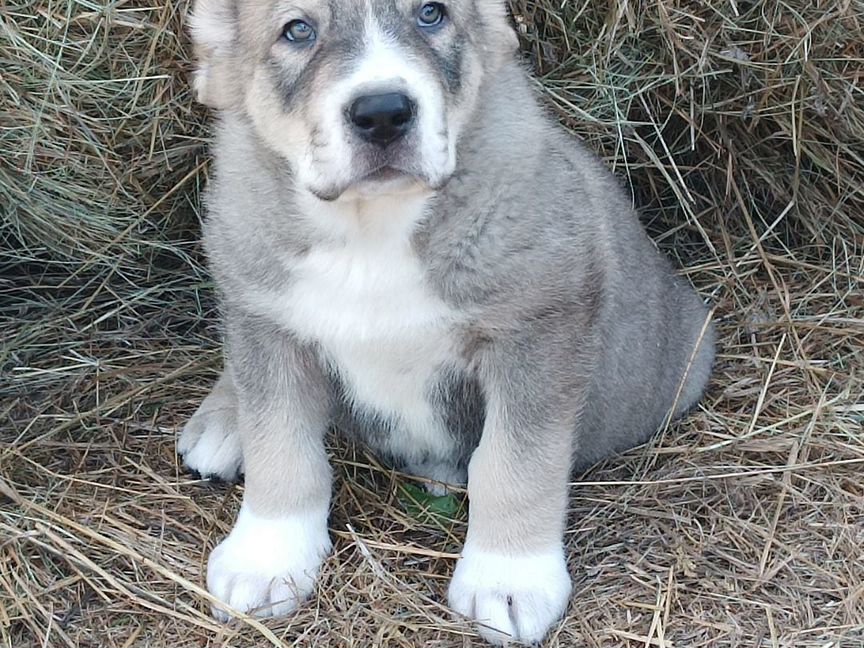 Щенки сао алабай
