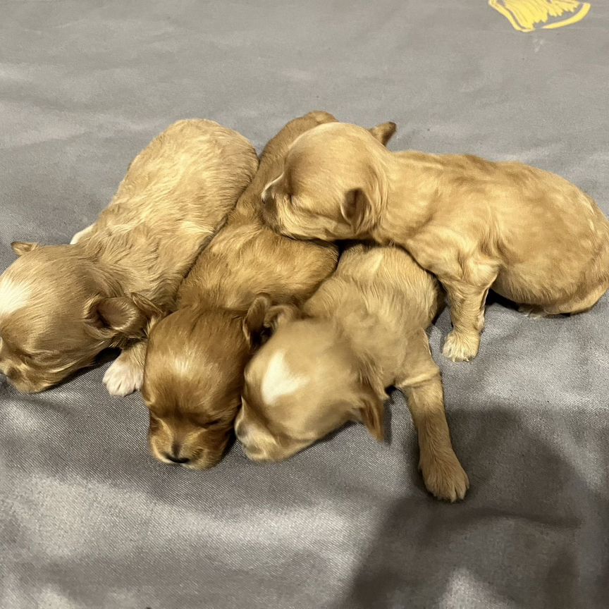 Мальтипу ф1 мини