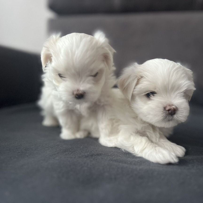 Щенки мальтийской болонки