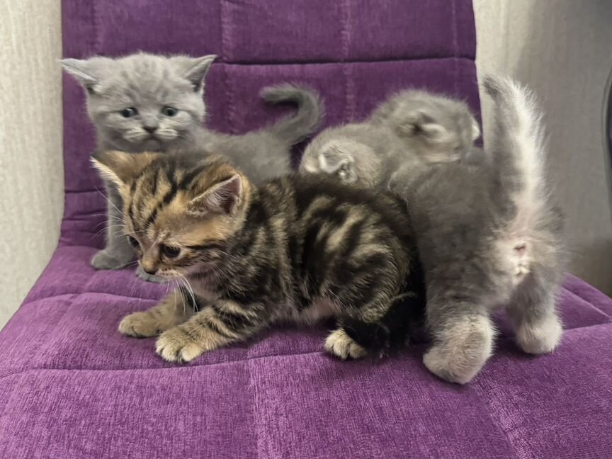 Шотландские котята