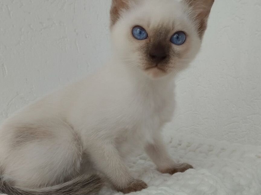 Тайские красавчики