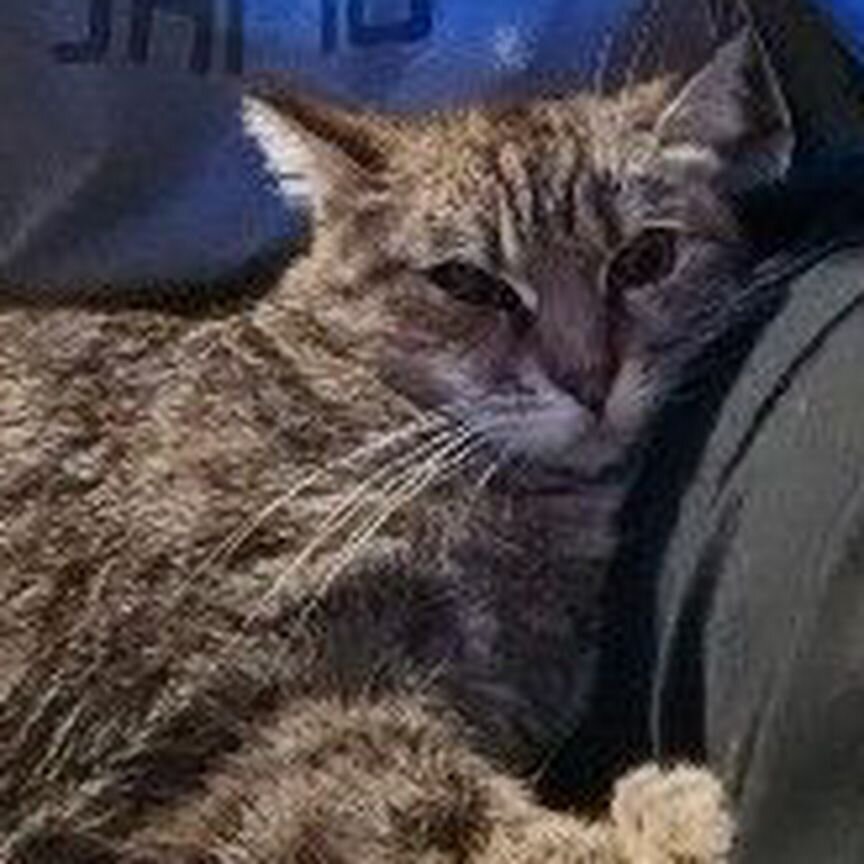 Возьмите кошку