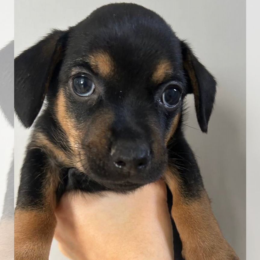 Русский той-терьер, щенок