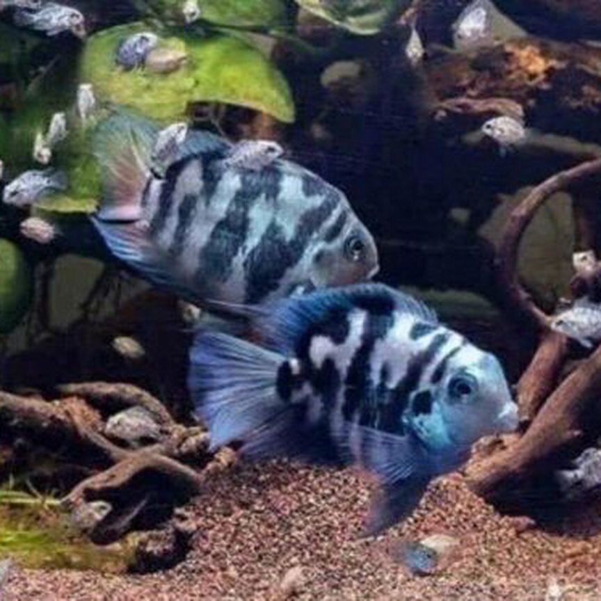 Рыба попугайчики