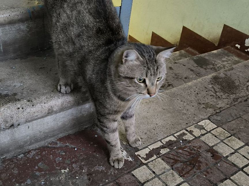 Брошенный кот