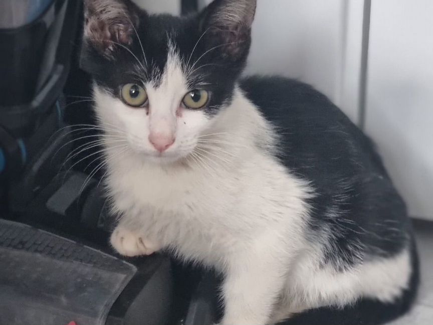 Котенок в добрые руки бесплатно