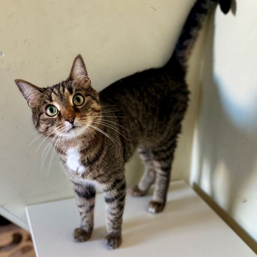 Трогательный котик Митя