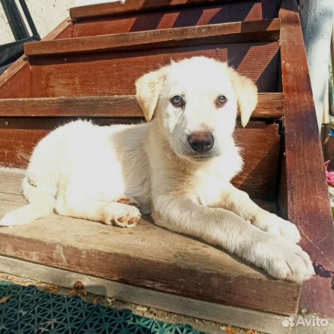 Щенки разные, симпатичные, привитые