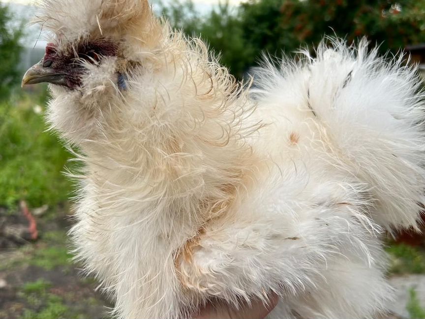 Семья Петушок и две курочки