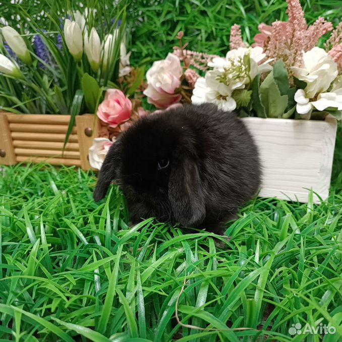 Только карликовые мини кролики. Доставка по РФ