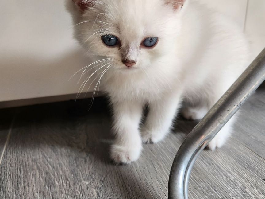 Британская шиншилла