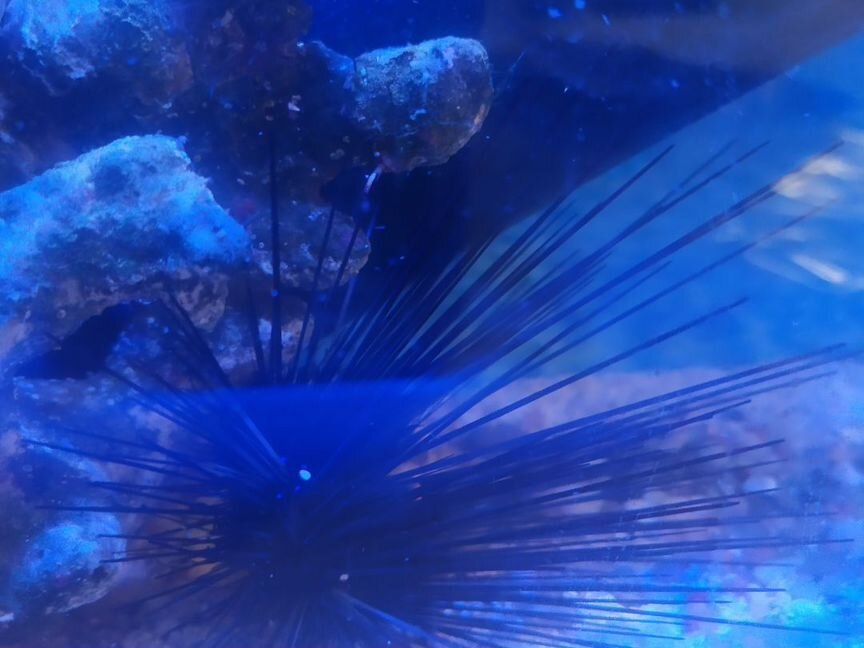 Морской ëж диадема