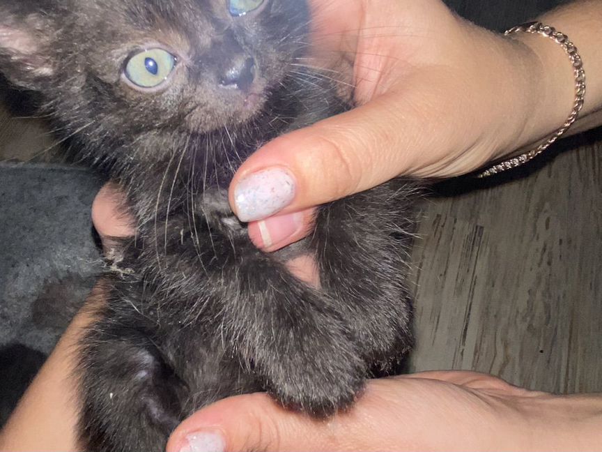 Шатланские котята бесплатно(смески)