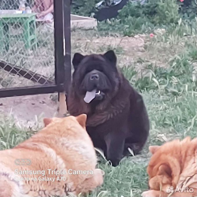 Вязка чау чау голубогенный