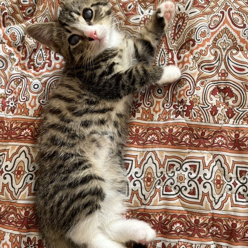 Котенок ласкунчик
