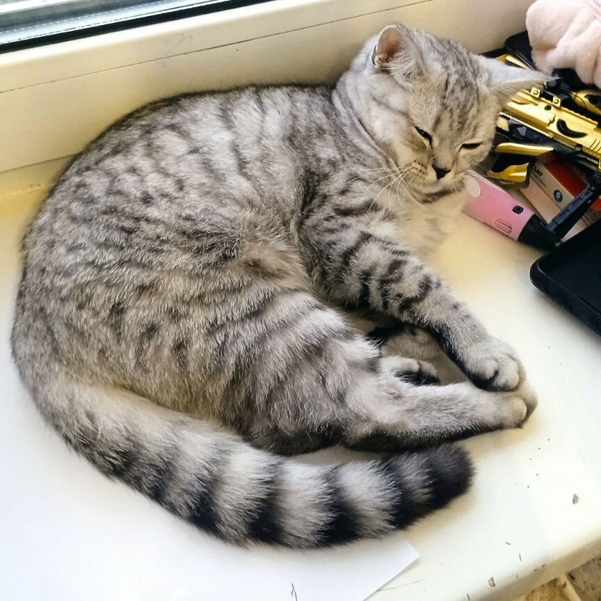 Кошечки
