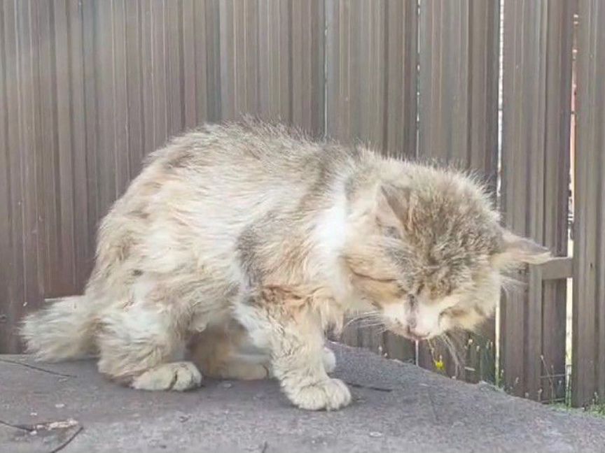 Мало времени у несчастного кота в СНТ
