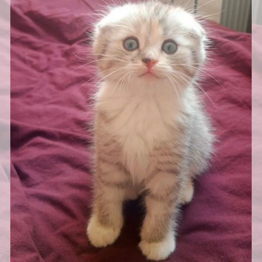 Шотландский вислоухий короткошёрстный котёнок