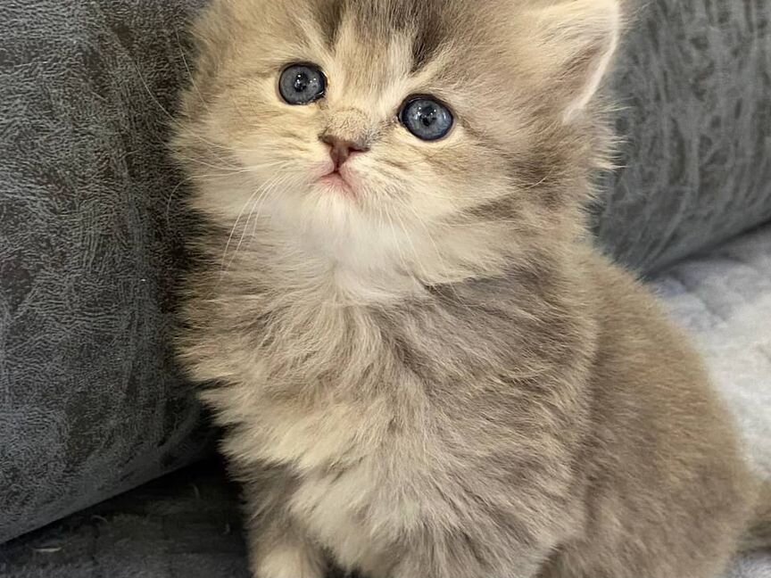 Британские котята
