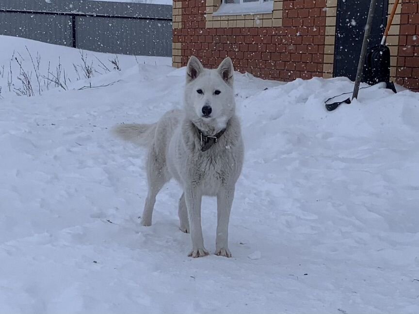 Щенки хаски лайка