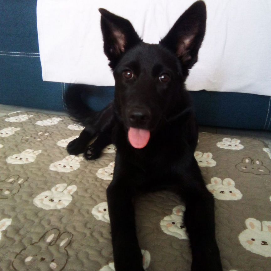 Очень умная и красивая, ищет семью