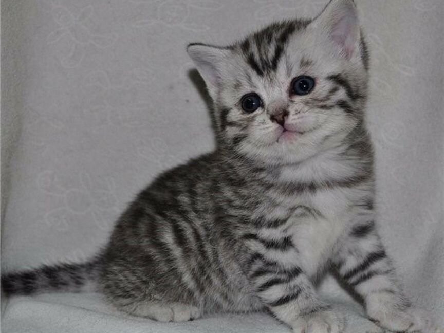 Британские котята