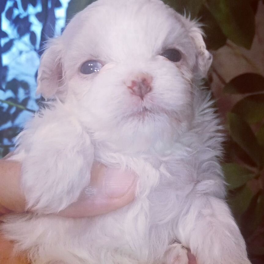 Мальтезе мальчики