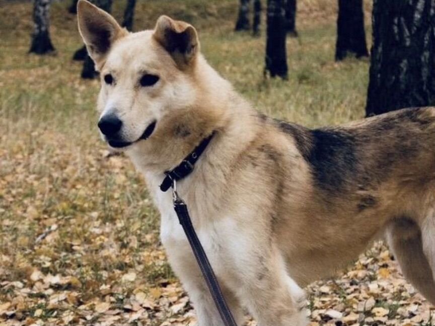 Смышлёный Арчи из приюта ищет дом