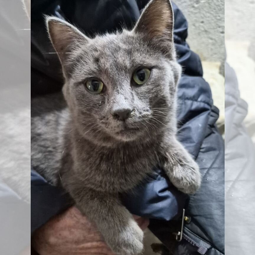 Русский голубой котёнок