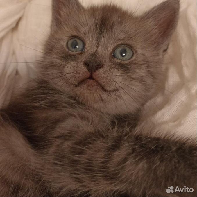 Котенок дымчатого окраса. Начал кушать сам