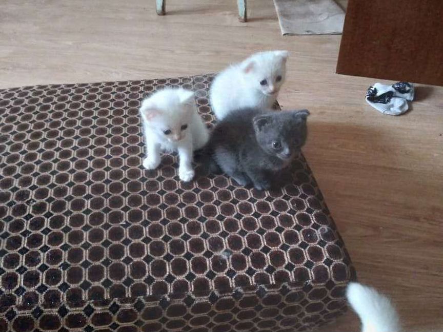 Пролам котят вислоухие