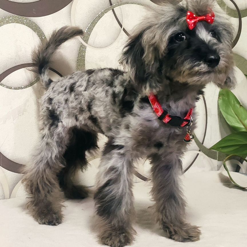 Той-пудель окрас Мэрле