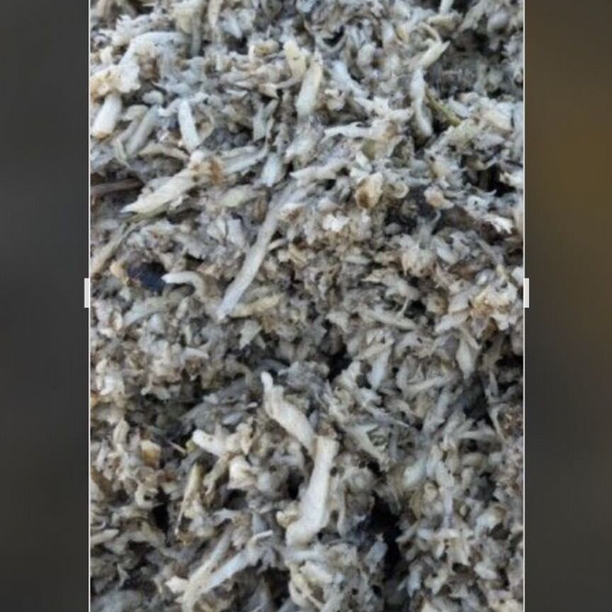 Жом свикольный сырой