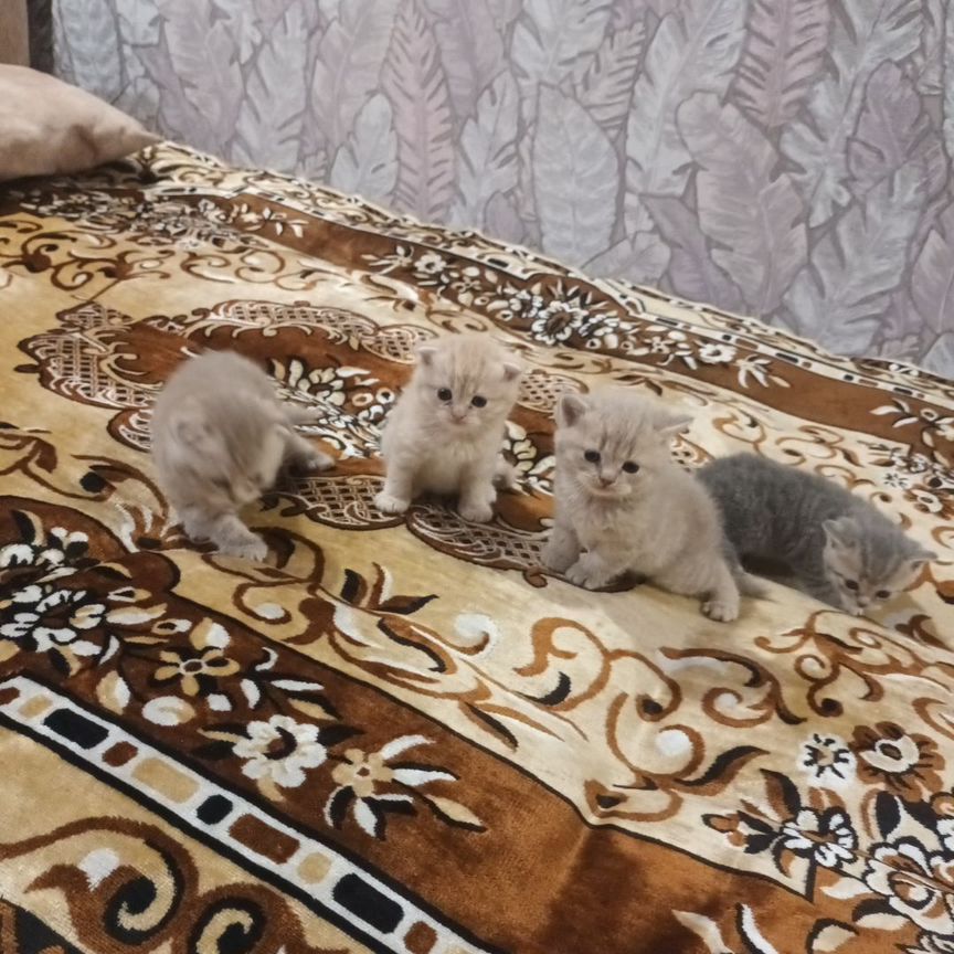 Британские котята